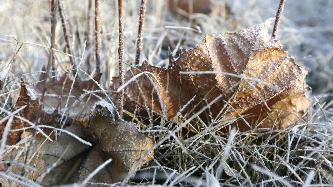 Tri-Cities likely to see first fall freeze this weeknight | Tri-City Herald
