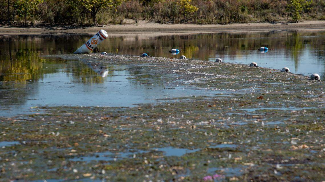 Washington state lake harmful algae blooms a risk in summer | Tacoma ...