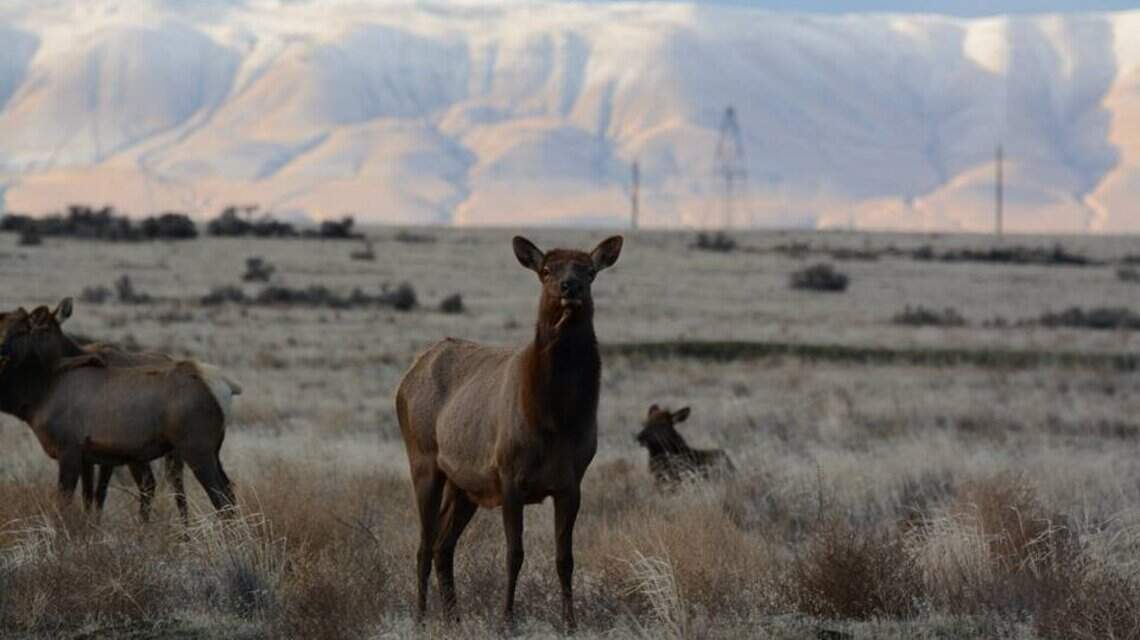 Woman driver hurt when her VW Beetle hit an elk at Hanford | Tri-City ...