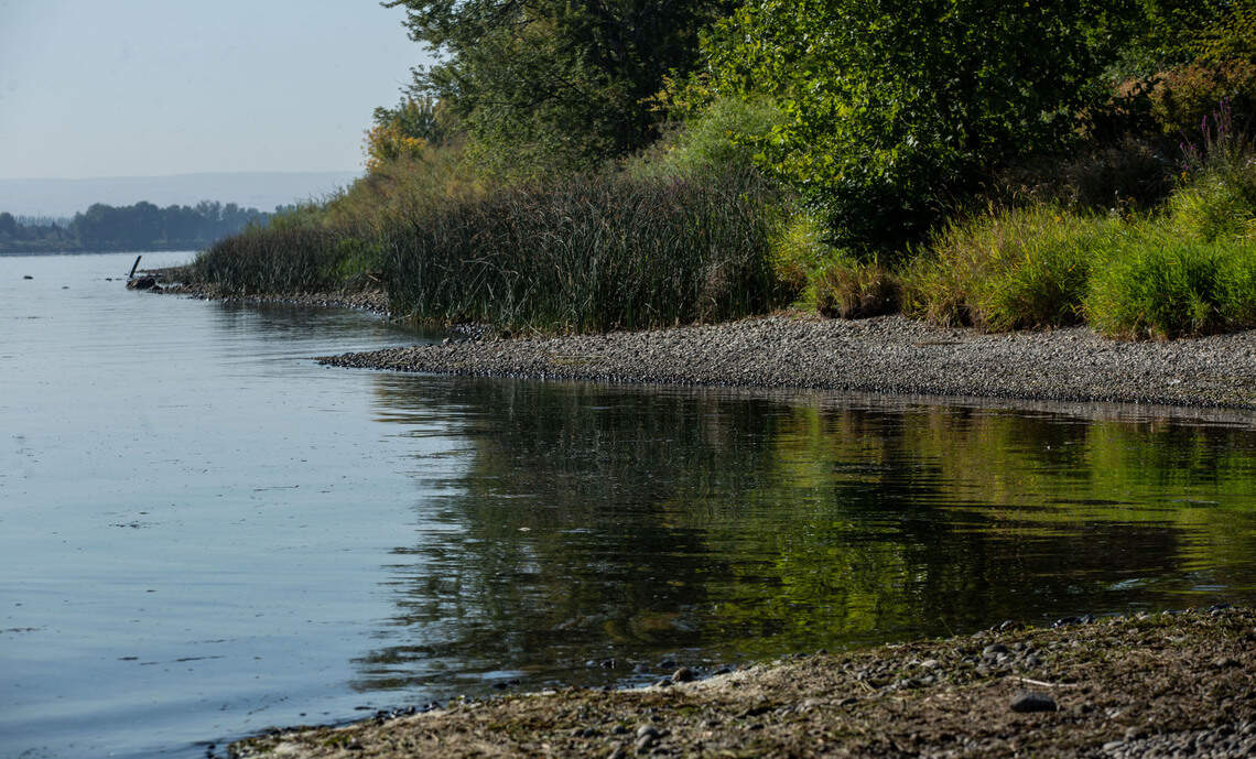 Toxic algae lingers in Tri-Cities area river water still | Tri-City Herald