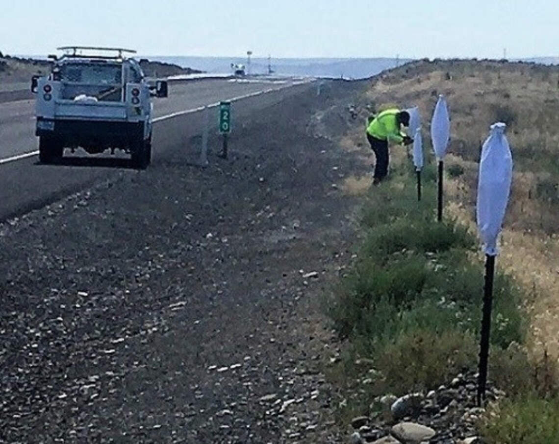 Hanford tests a new way to keep elk off roads near Richland | Tri-City ...