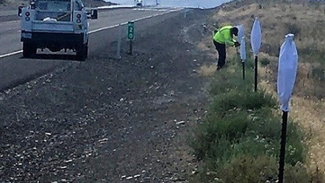 Hanford tests a new way to keep elk off roads near Richland | Tri-City ...
