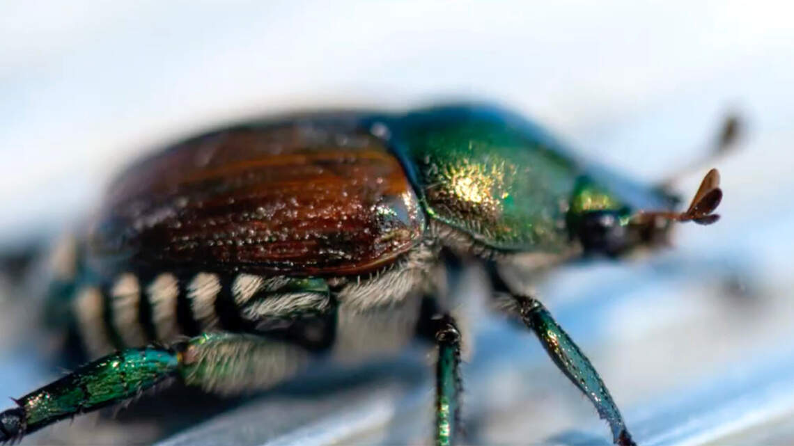 Japanese beetle treatment to expand in Pasco, Kennewick, WA | Tri-City ...