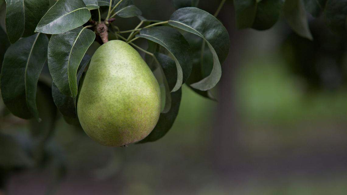 Northwest pear production takes a serious dip | The Olympian
