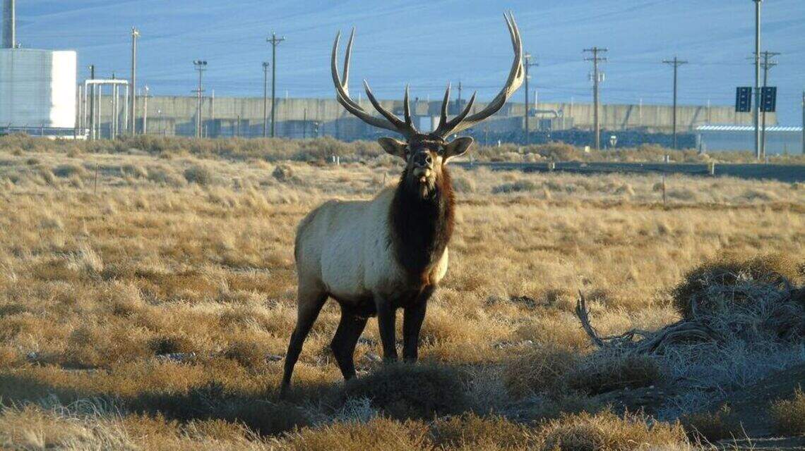 Elk blamed for 2 crashes at the Hanford site, WA | Tri-City Herald