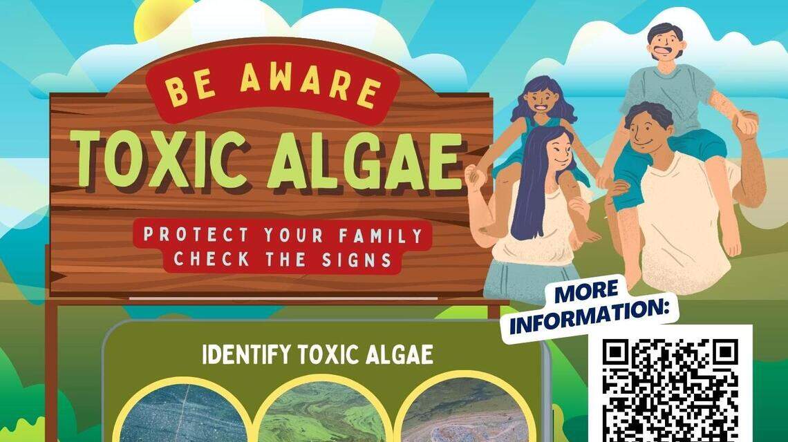 Toxic blue algae detected in Columbia River, Richland, WA | Tri-City Herald