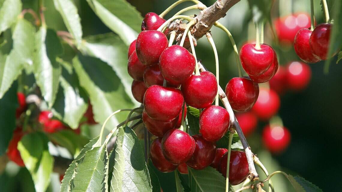 Washington cherry growers say trade disputes cost them up to $86M | Tri ...