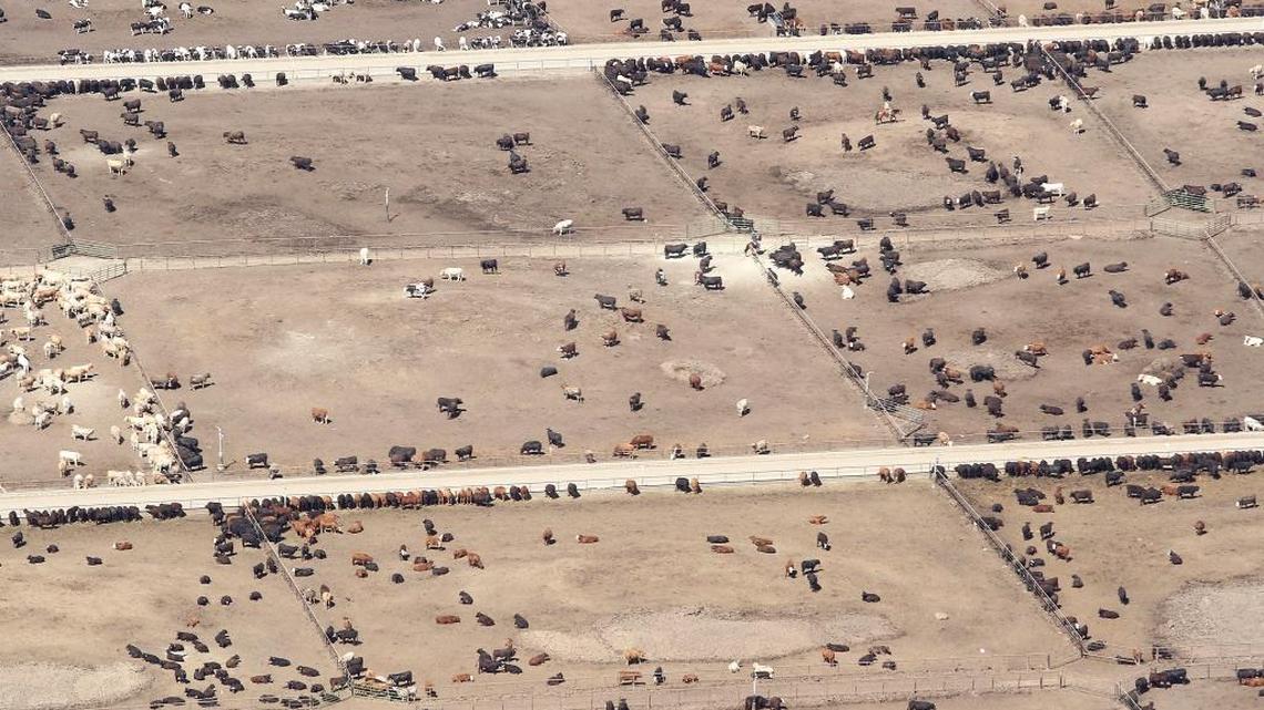 Simplot Feeders Wallula Feedlot to reduce air pollution | Tri-City Herald