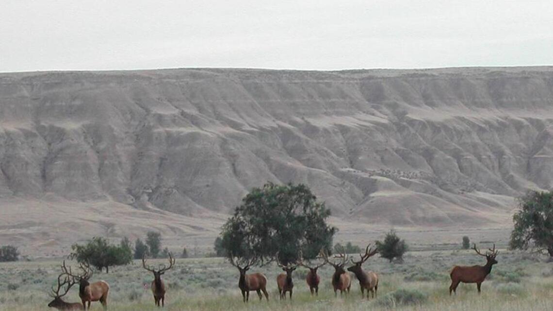 3 charged will collecting antlers at Hanford | Tri-City Herald